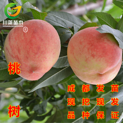 热卖四川凤凰水蜜桃树苗