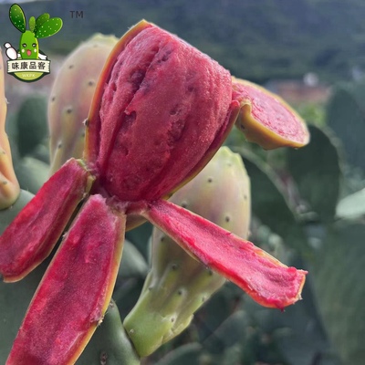 正宗云钻红果仙人掌种植片