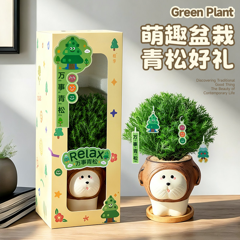 放青松雾凇植物办公室桌面绿植小盆栽情绪解压工位摆件生日礼物