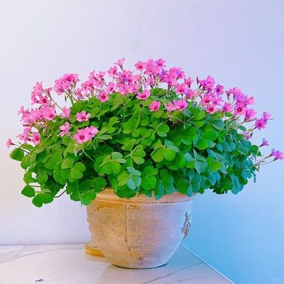 花开多多酢浆草老桩三叶草