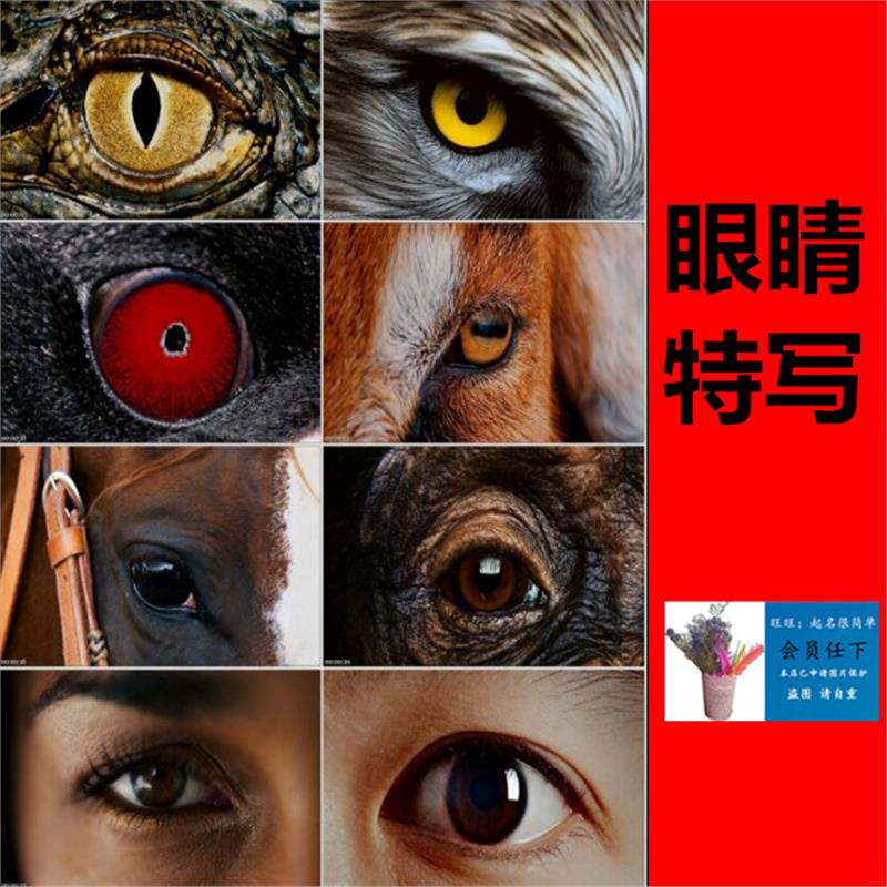 动物人的各种眼睛眼球眼珠高清实拍视频素材