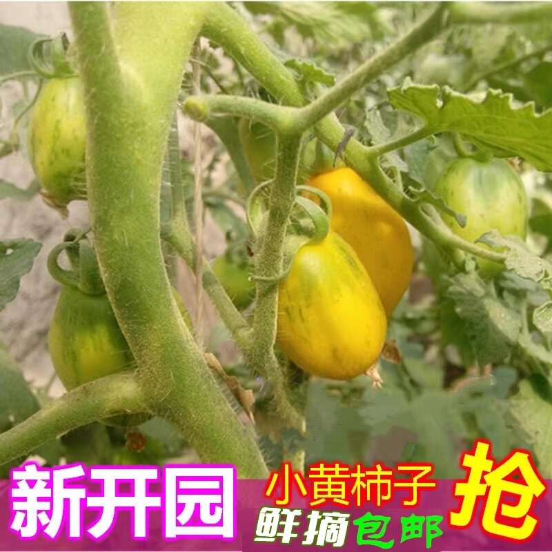 村妮蔬菜新鲜小番茄东北黄柿子黑龙江农家黄虎皮西红柿现摘包邮