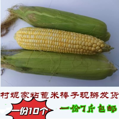 村妮蔬菜新鲜粘苞米棒子黑龙江农村嫩黄玉米棒子带皮带叶糯玉米穗