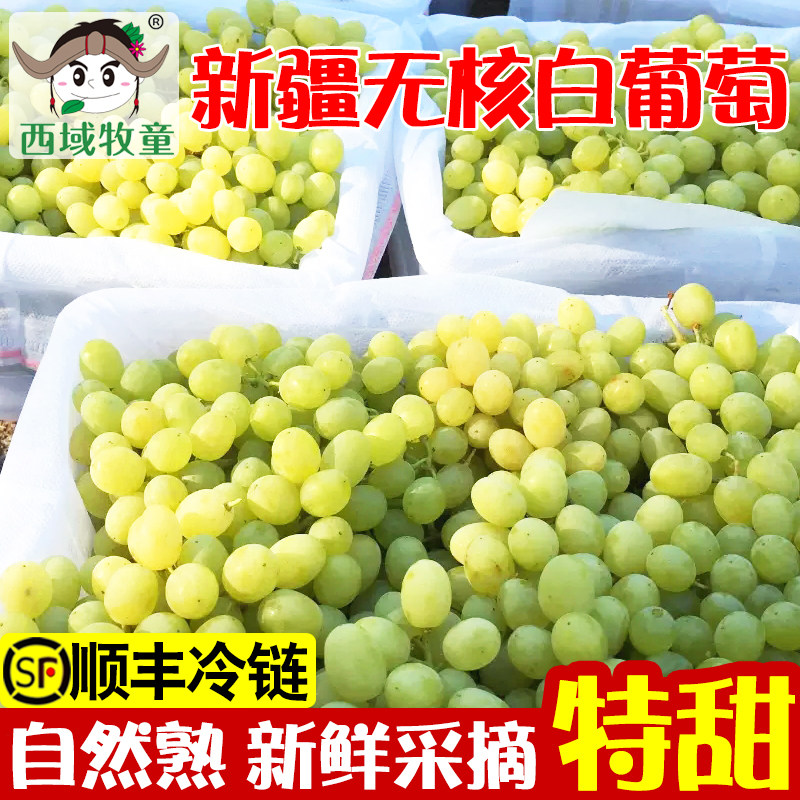新疆吐鲁番无核白葡萄新鲜水果现摘现发无籽马奶提子青提5斤整箱
