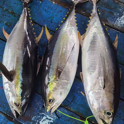东海海钓新鲜金枪鱼 放血排酸新鲜度一流  3-20斤左右/条