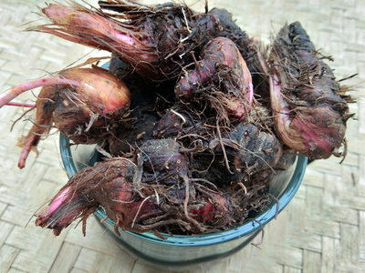 新鲜中草药贵州草河车地马蜂草药