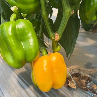 黄彩椒种苗红彩椒苗辣椒苗高产大棚种苗灯笼椒苗蔬菜种子蔬菜苗