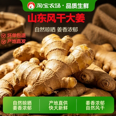 2026年山东生姜老姜大姜新鲜农家黄姜3斤/5斤干姜自提嫩姜农场