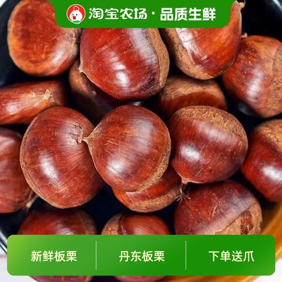 板栗2026年丹东正宗新鲜产地直发生栗子野生毛栗子批发包邮农场