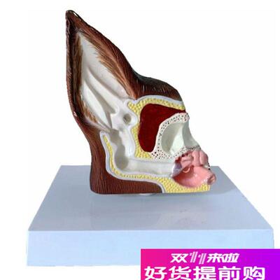 狗耳朵模型内耳鼓膜咽鼓管外耳道犬科F动物兽医教学宠物医药促销