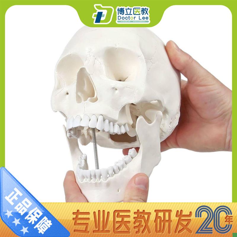 艺用医用头颅骨绘画美术素描教学仿真头骨L标本模型仿真骷髅头标