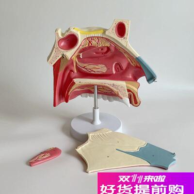 康泰医学模型鼻腔放大解剖v鼻中隔神经粘膜软骨上颚口腔牙齿上颌