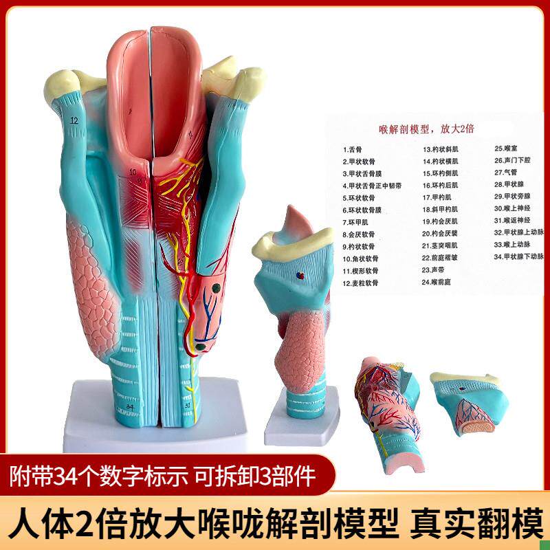 喉咙解剖咽喉模型2倍放大标本喉部血管甲状腺喉R结头医院教学模型