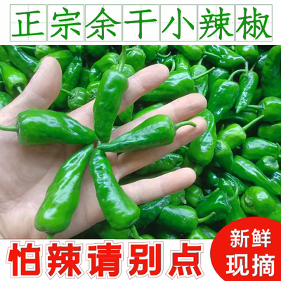 新上市余干小辣椒新鲜农家正宗江西特产余干枫树薄皮土辣椒特辣