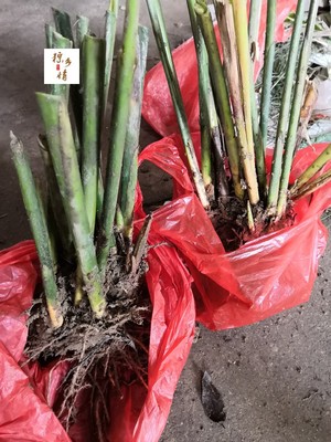 广西种植新鲜冬叶观叶粽子叶