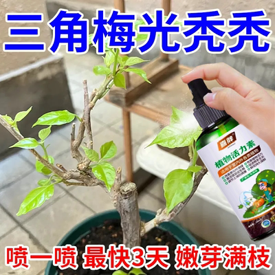 3天发芽】三角梅营养液专治黄叶掉叶不开花促绿叶催苞促花专用肥
