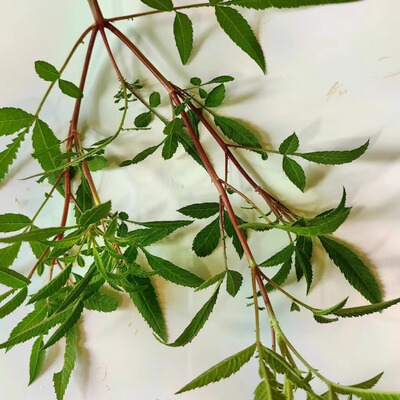 Sweet and fragrat Marijold blade 新鲜芬芳香甜万寿菊枝条50g