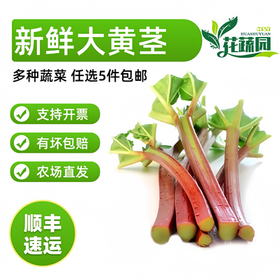 新鲜大黄茎500g 食用大黄Rhubarb低脂蔬菜西餐甜点派糕点沙拉酱果