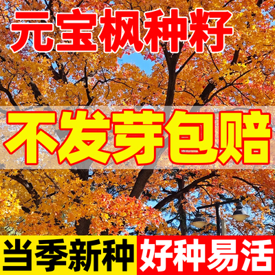 元宝树种子野生绿化庭院