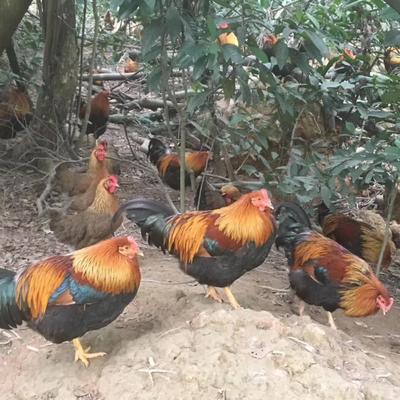土鸡一年以上土阉鸡清远麻鸡扇鸡农家散养鸡走地鸡活体六斤现杀