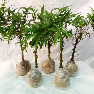 小叶簕竹盆栽室内绿植花卉勒竹苗好养易活四季常青耐寒植物
