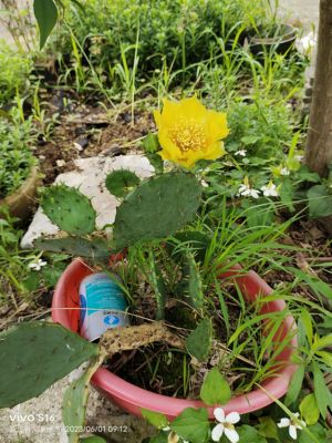 仙人掌有刺  好养活 不需要浇水 夏天开花