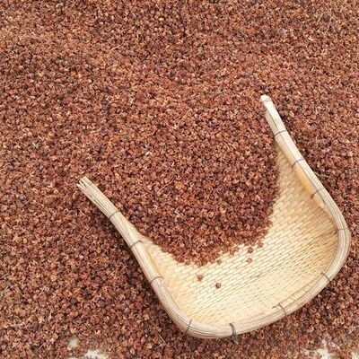 沂蒙山野生侧柏壳 黑发枕头散装枕芯白发少白头柏树壳柏子壳