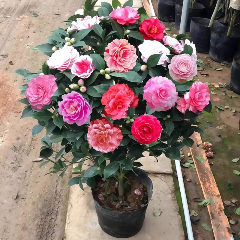 茶花四季盆栽树苗重瓣山茶花苗室内外绿植耐寒五色赤丹浓香型花卉