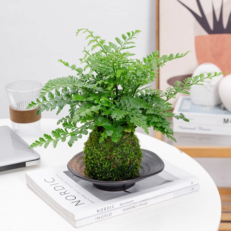 吉姆蕨苔藓球水培植物青苔铁线蕨类植物室内好养耐阴盆栽常青
