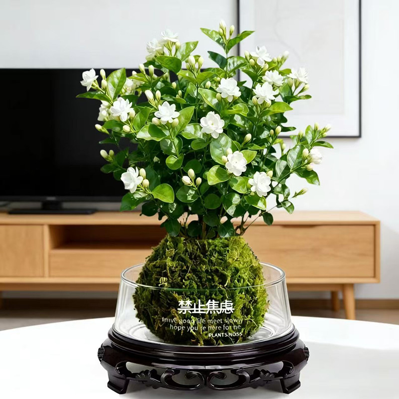 茉莉花盆栽苔藓球水培植物室内花卉浓香型客厅桌面办公室绿植好养