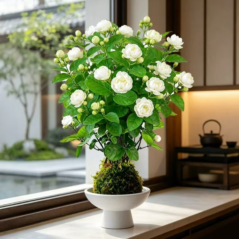 茉莉花盆栽苔藓球水培办公室内开花绿植虎头白茉莉带花苞浓香花卉