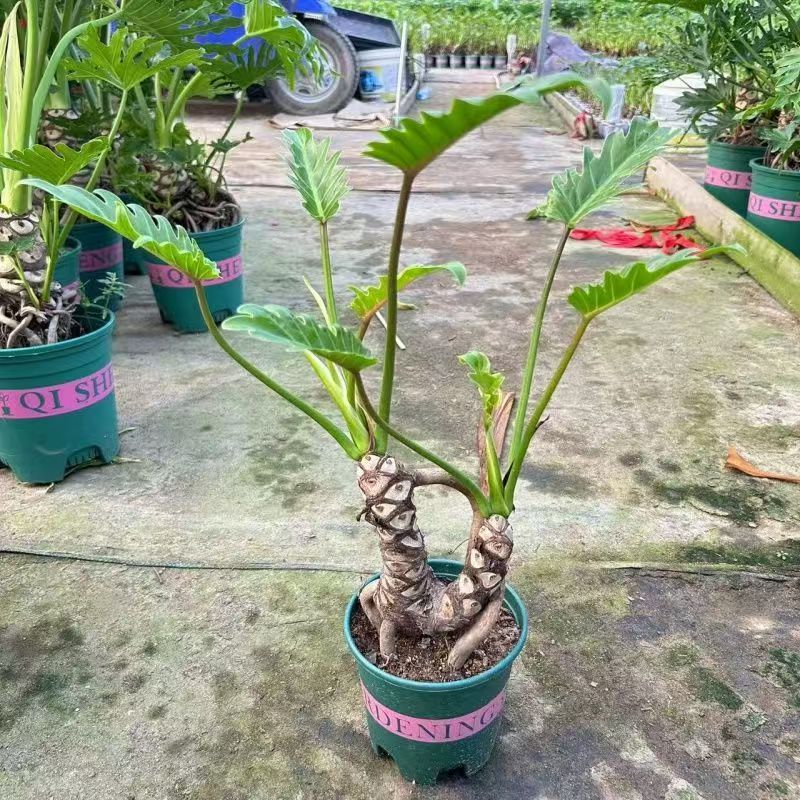 小天使龙鳞蔓绿绒观叶绿植盆栽网红室内客厅绿植净化空气可水培