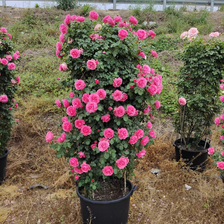 藤本月季大苗爬藤月季浓香大花欧月蔷薇花苗多季开花 母本大苗