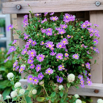 细叶姬小菊紫色大苗带花苞