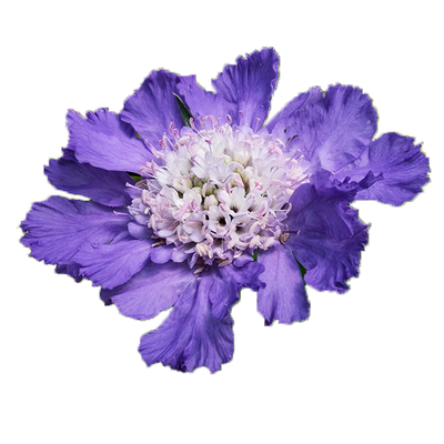 逸棵高加索蓝盆花花苗庭院春季开