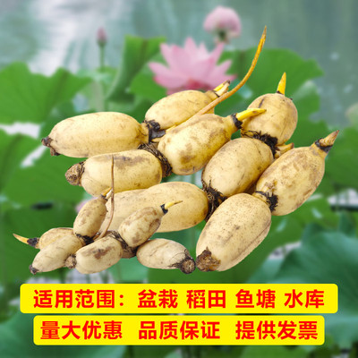 莲藕苗种食用种根粉莲藕种根苗高产荷花池塘粉藕脆藕种藕苗荷花苗