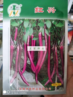 萧新种业 红兴茄子种子籽紫红长茄细长条早熟抗病高产庭院大田用