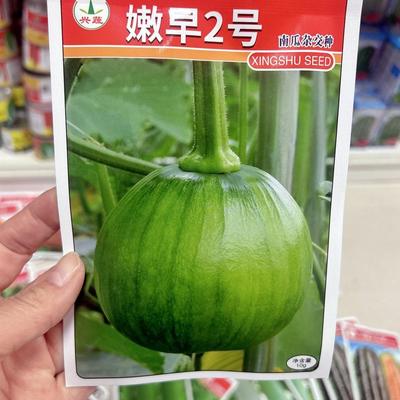 嫩早一串玲南瓜小南瓜种籽抗病耐寒杂交圆形南瓜种子农家春秋季播