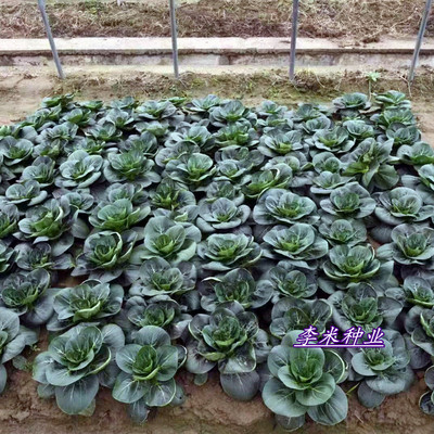 黑叶六月慢青菜种籽小白菜种子耐热耐湿抗病耐寒四季播种蔬菜种孑