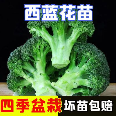 西蓝花苗子西蓝花秧苗四季蔬菜苗