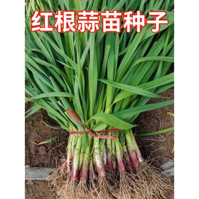 红根蒜苗种子大籽皮头瓣葱