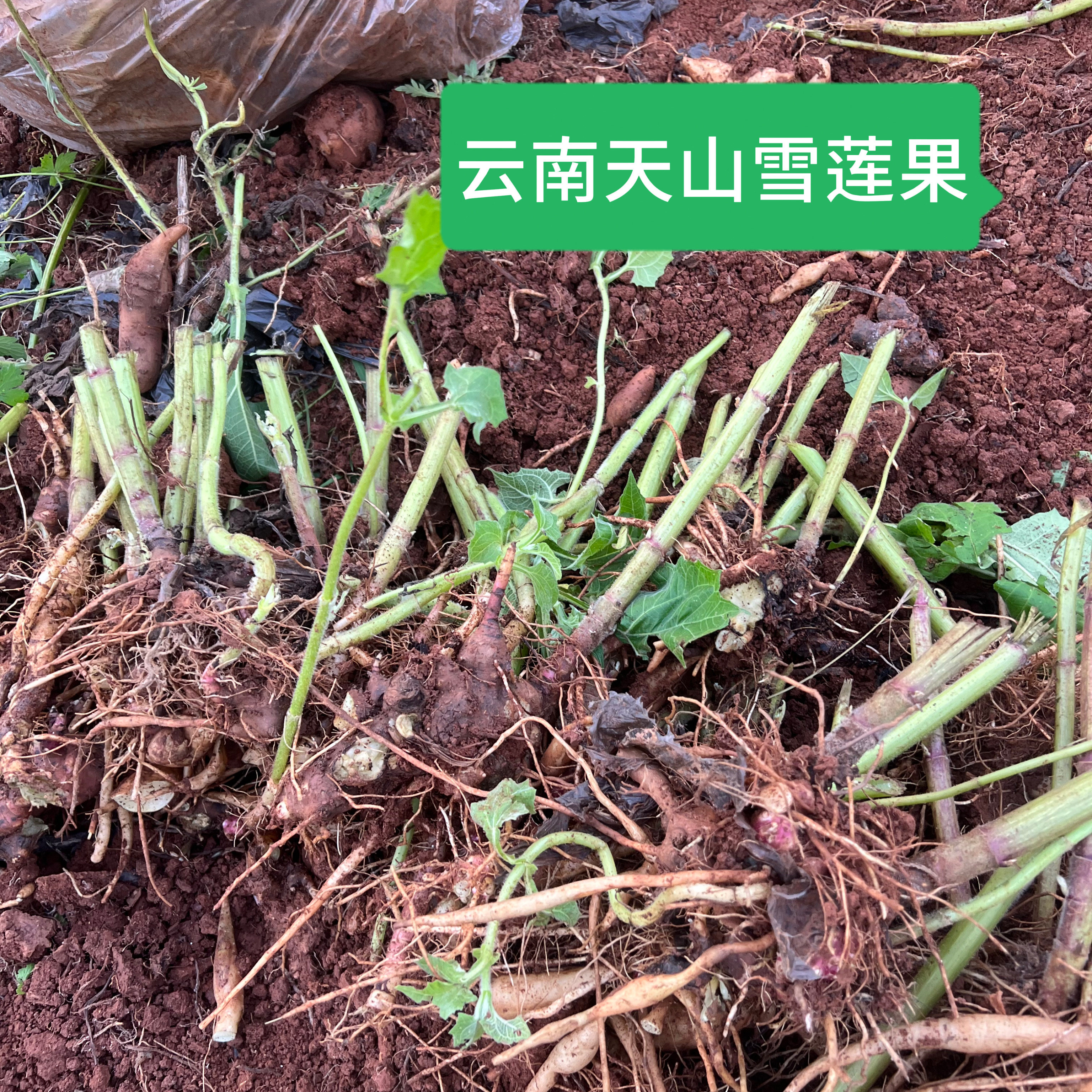 云南特产高产黄心雪莲果种芽天山雪莲果种苗种球成活率高籽子
