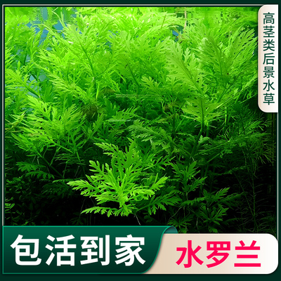 水罗兰火山草缸造景水草场