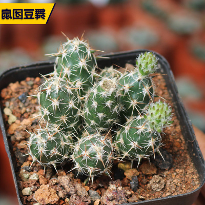 舞豆团扇仙人球稀有品种