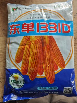 东单1331D抗虫升级版抗倒伏不秃尖抗锈病高温热害黄淮海东华北可