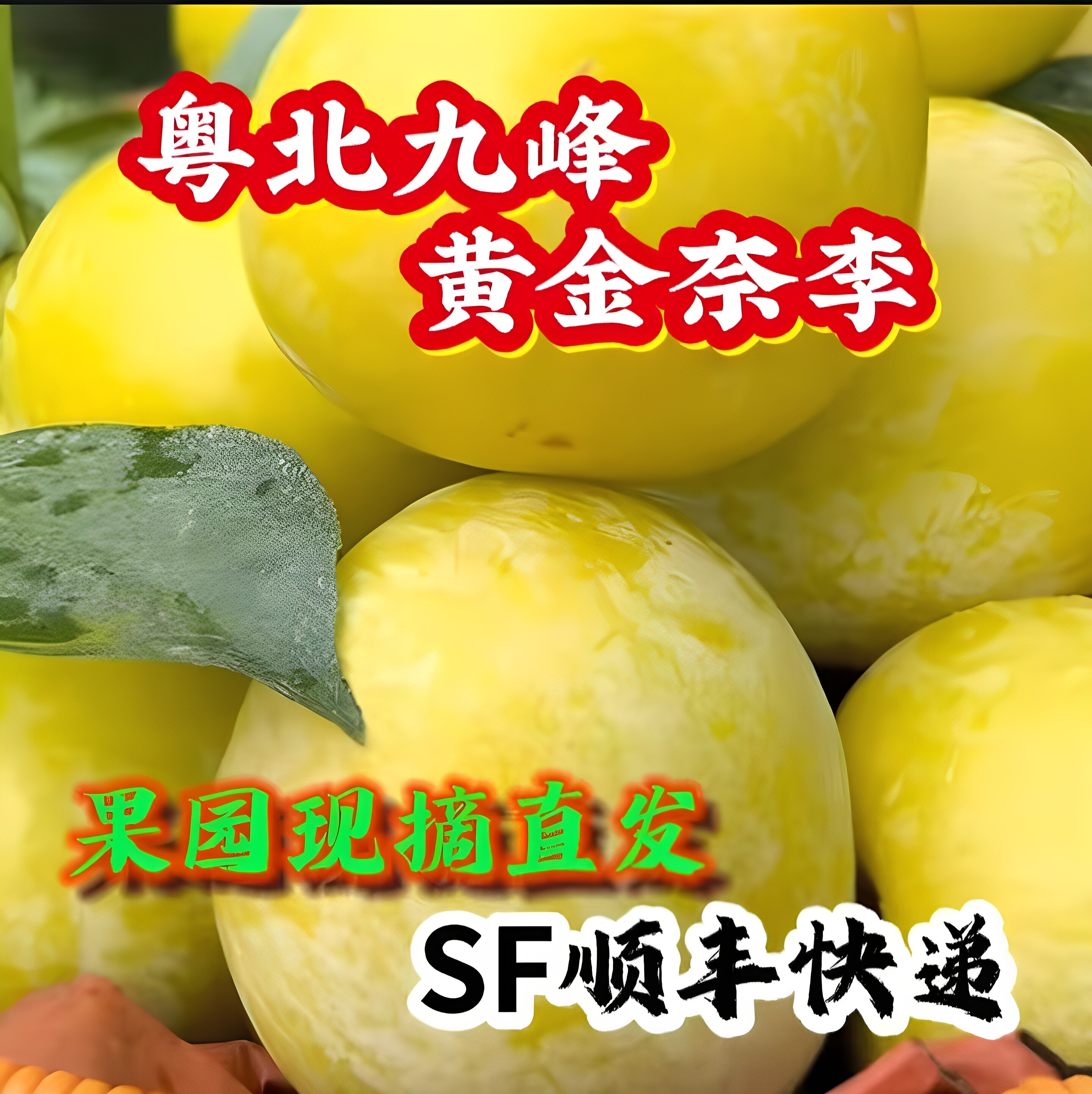 现摘黄金奈李乐昌九峰山原产地直发脆甜蜂密脱骨李子水果王5-10斤