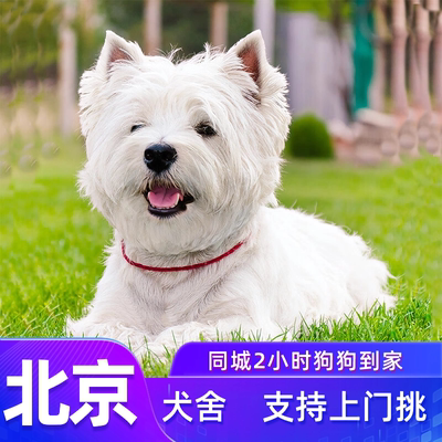 犬舍宠物狗北京西高地纯种上门挑