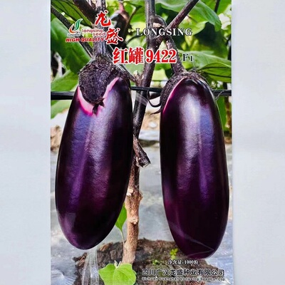 龙盛红金龙9407红罐9422紫茄子种子早熟杂交一代粗棒形紫罐茄种子