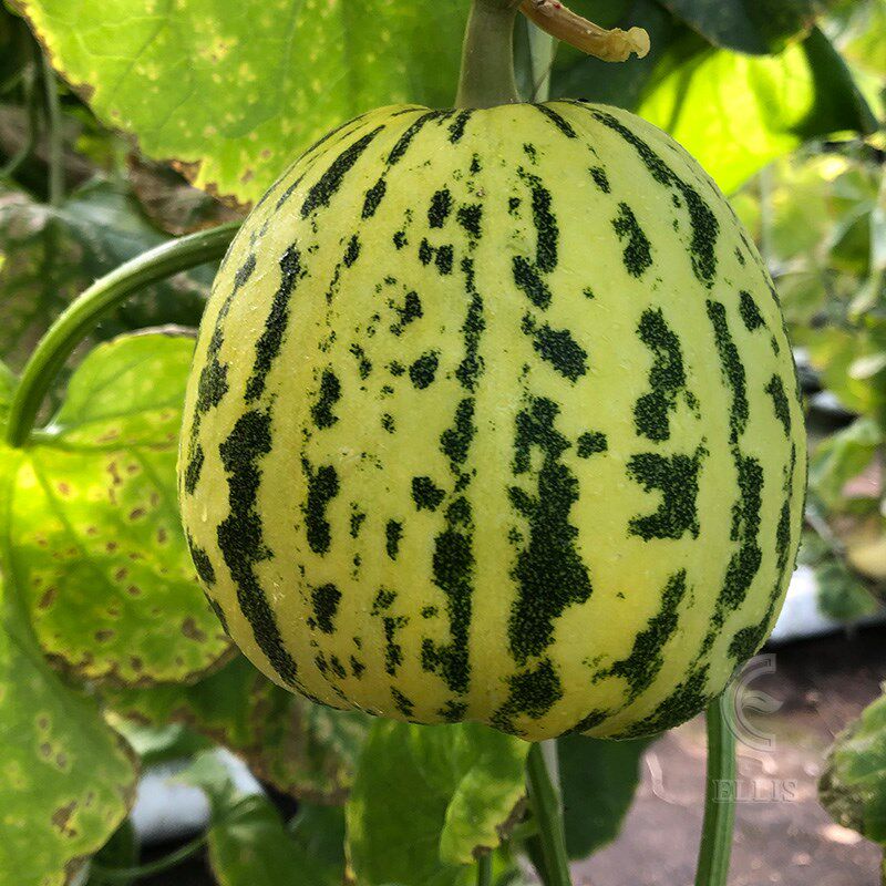 十里香花皮甜瓜种孑特甜香瓜籽高产四季家庭阳台大田种植蔬菜种子