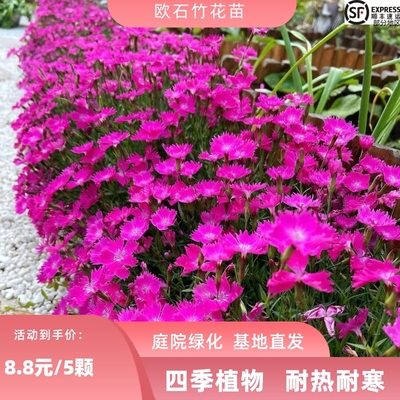 欧石竹初吻花苗四季耐寒耐热